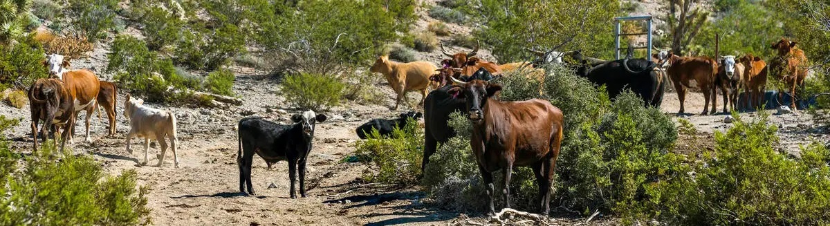 Oppose Funding for Grazing Allocation Management Practice
